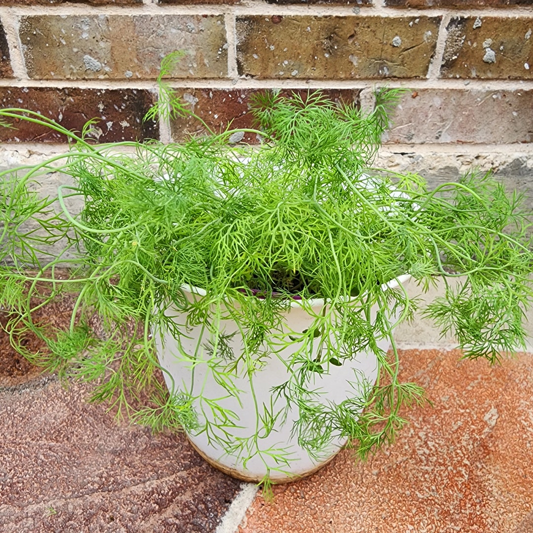 100 Dill Seeds not Live Plant Anethum Graveolens - Etsy