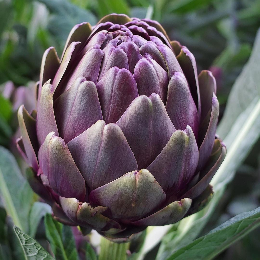 Artichoke Seeds - Purple Italian Globe - 20 Seeds - Etsy