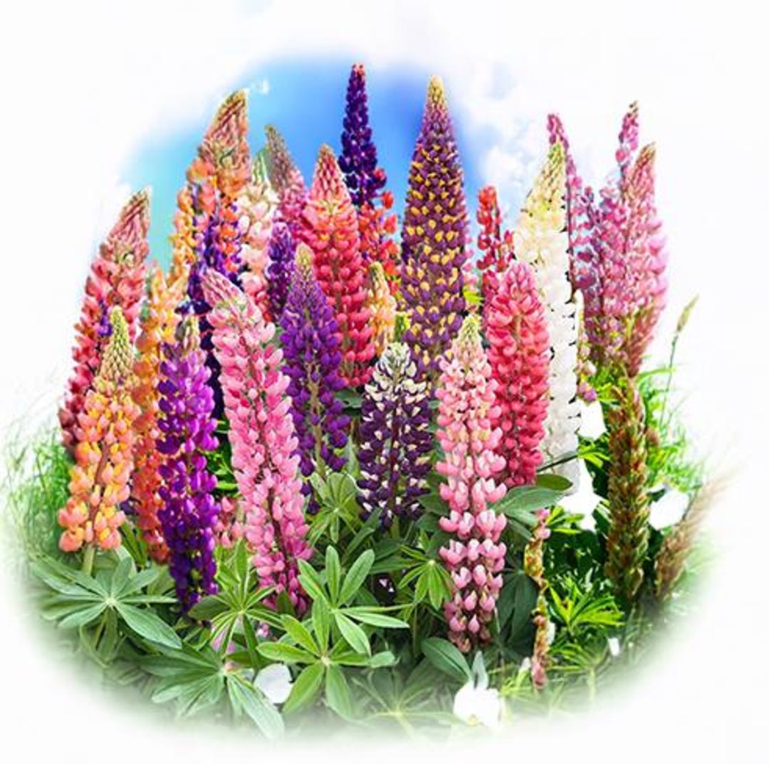 Russel Strain Mixture- Lupine - 30 Seeds - Etsy