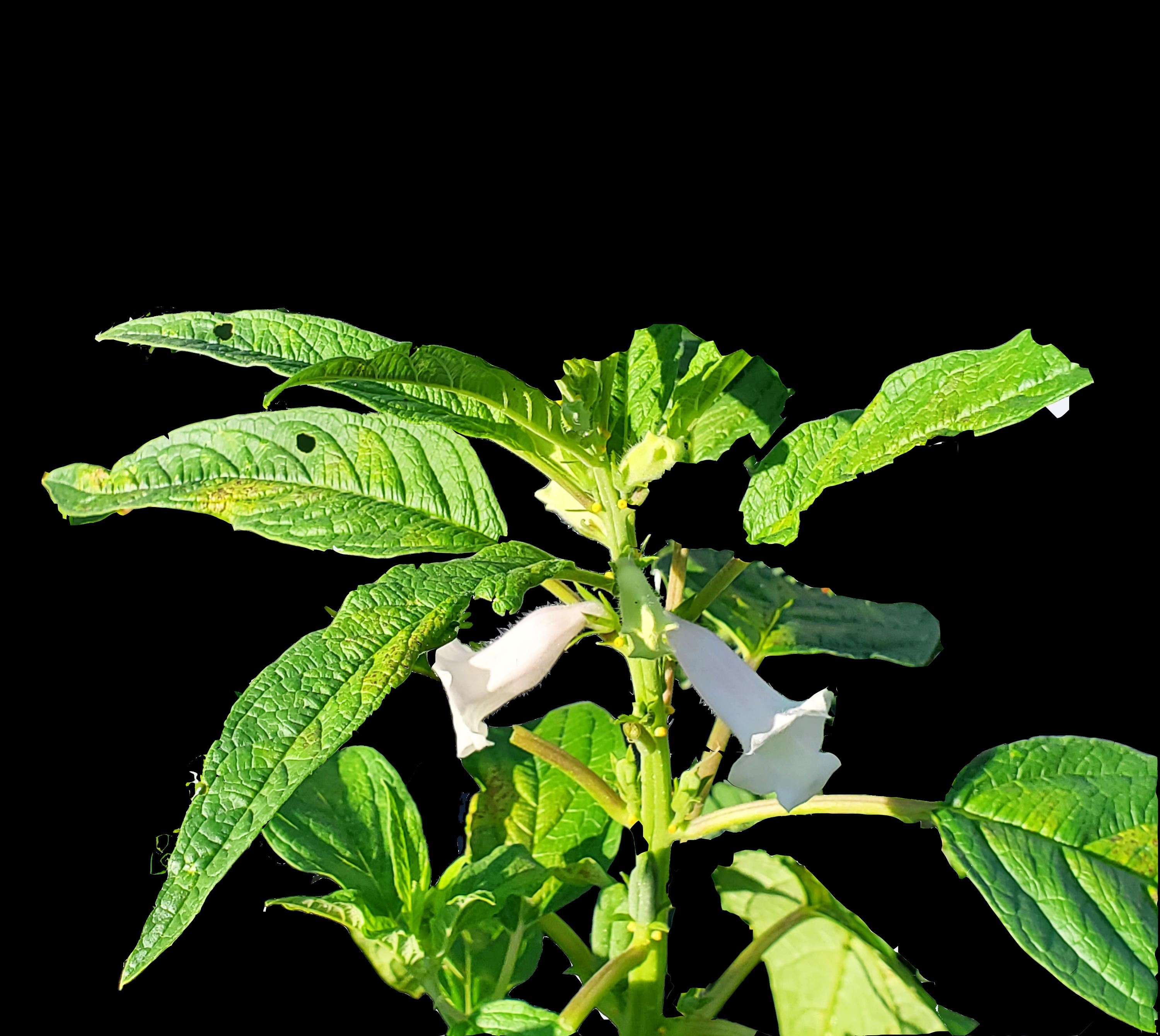 Black Sesame - Non GMO Heirloom - 100 Seeds - Etsy