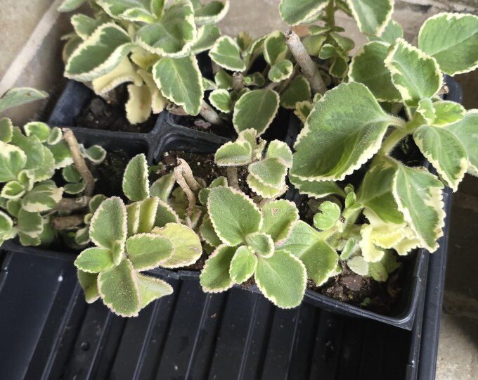 Pitiona (lippia Alba) - Etsy