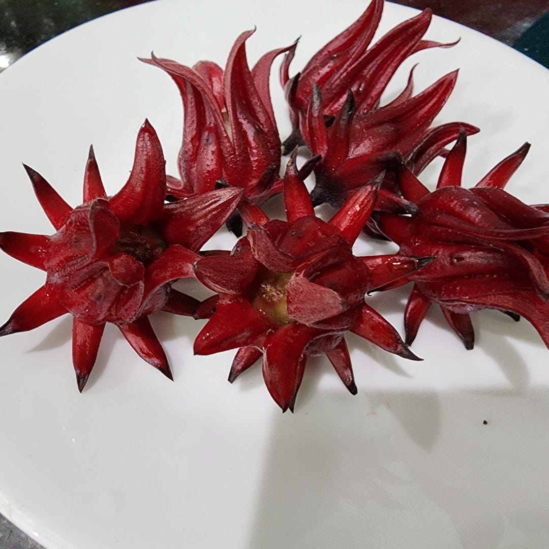 Roselle Seeds- 30 - Hibiscus Sabdariffa - Etsy