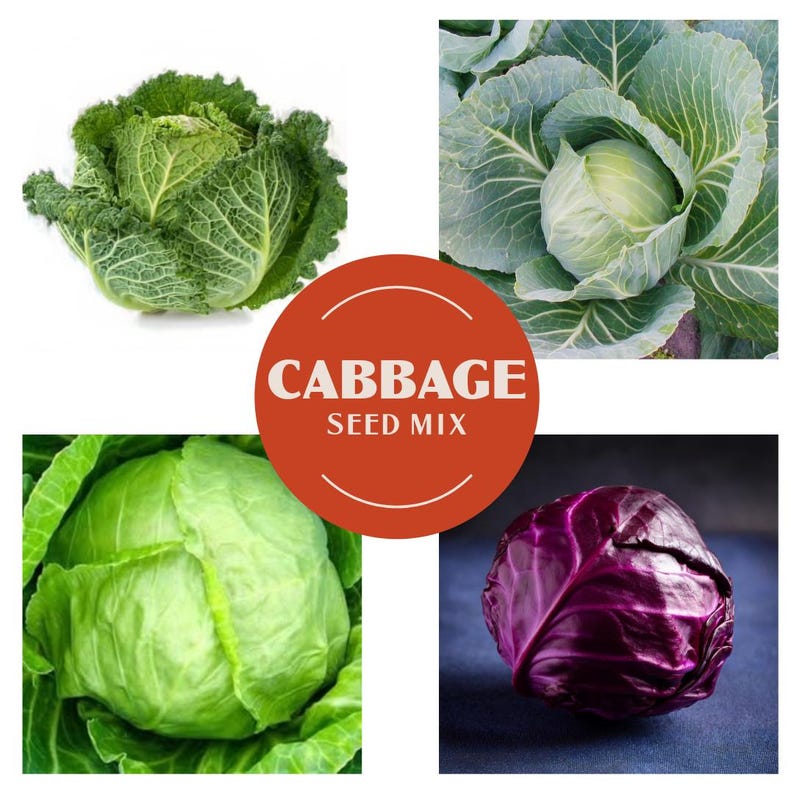 Four Cabbage Varieties in One Pack (individually Packed) - Etsy