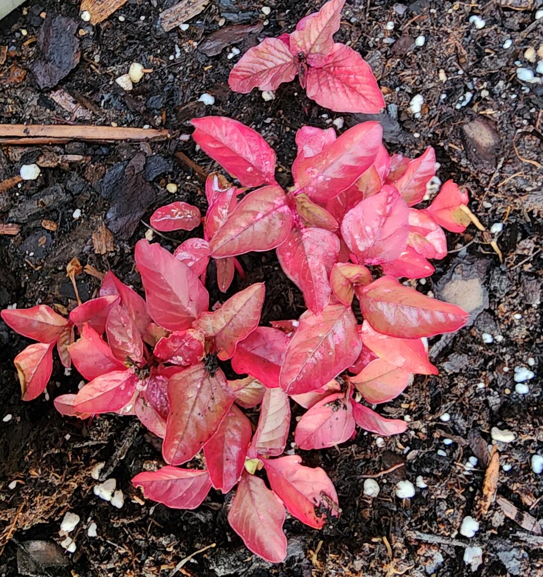 Amaranth Seeds - All Red Leaf- 100 Seeds - Etsy