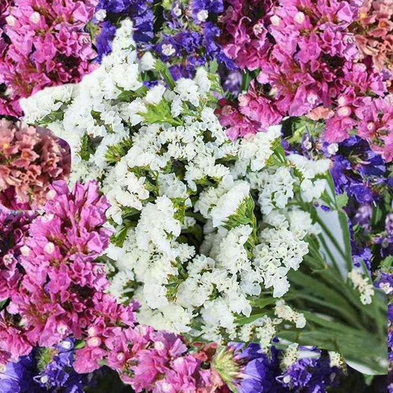 Statice Seeds - Etsy