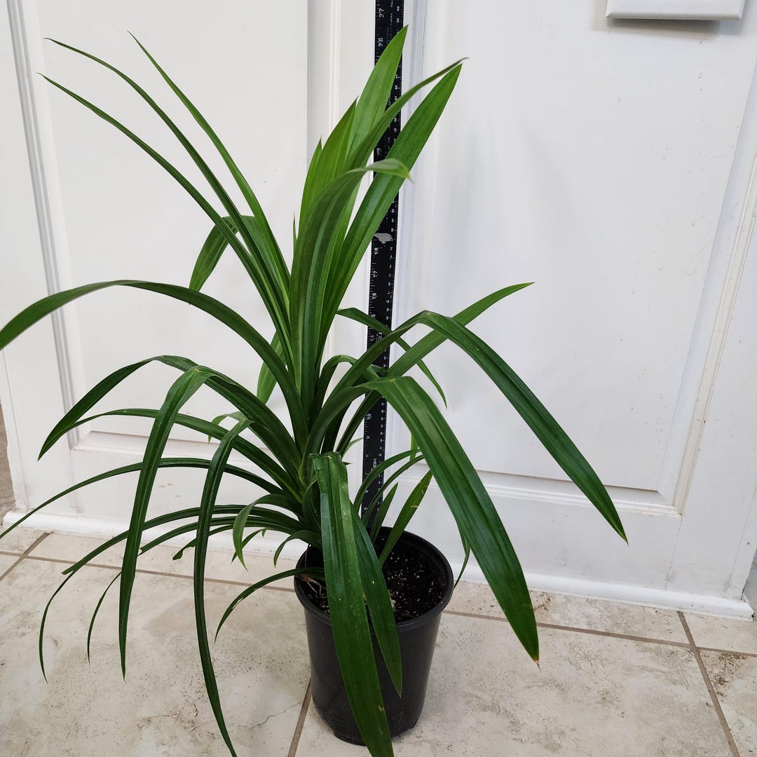 Pandan Plant in 1 Gallon Pot pandanus Amaryllifolius - Etsy