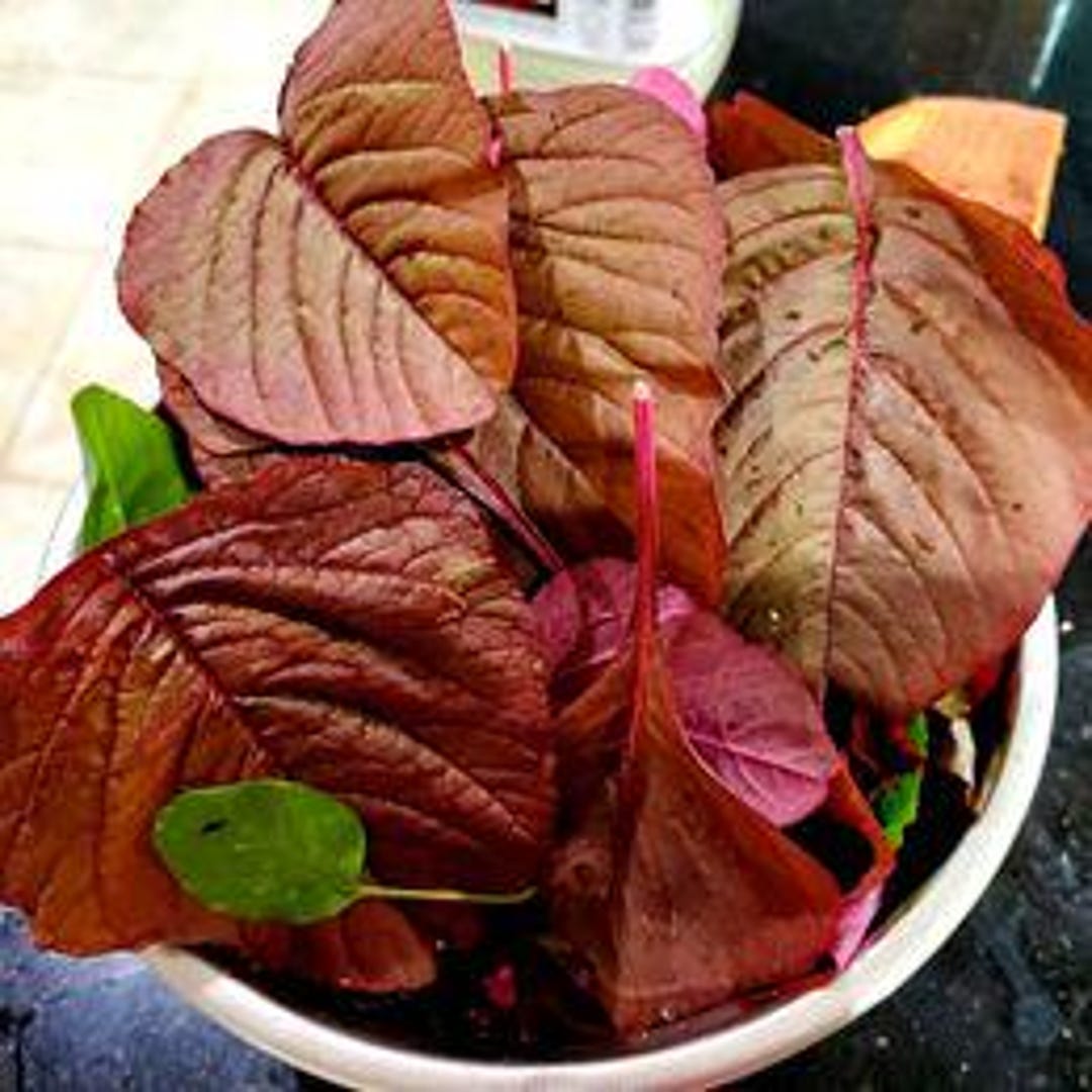 Amaranth Seeds - Red Leaf - 100 Seeds - Etsy