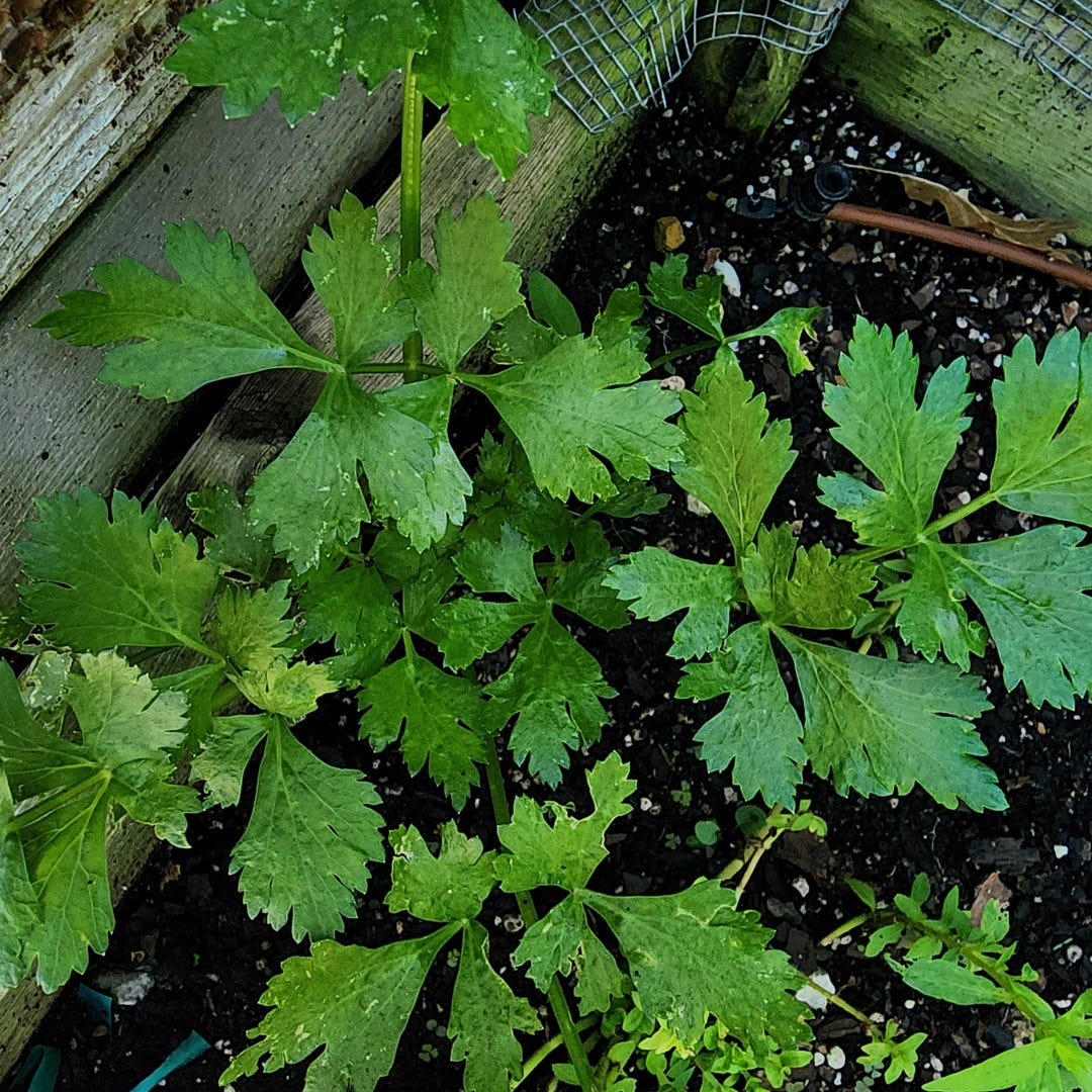 Cilantro Slow Bolting 100 SEEDS - Etsy
