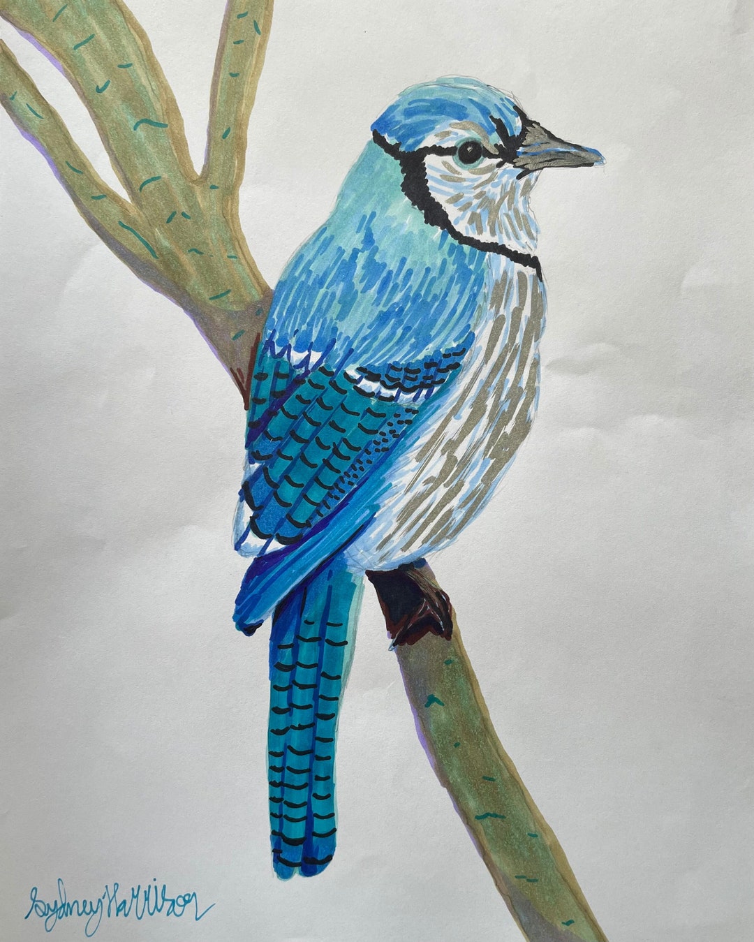 Blue Jay, Bird Art, Original Marker Drawing - Etsy