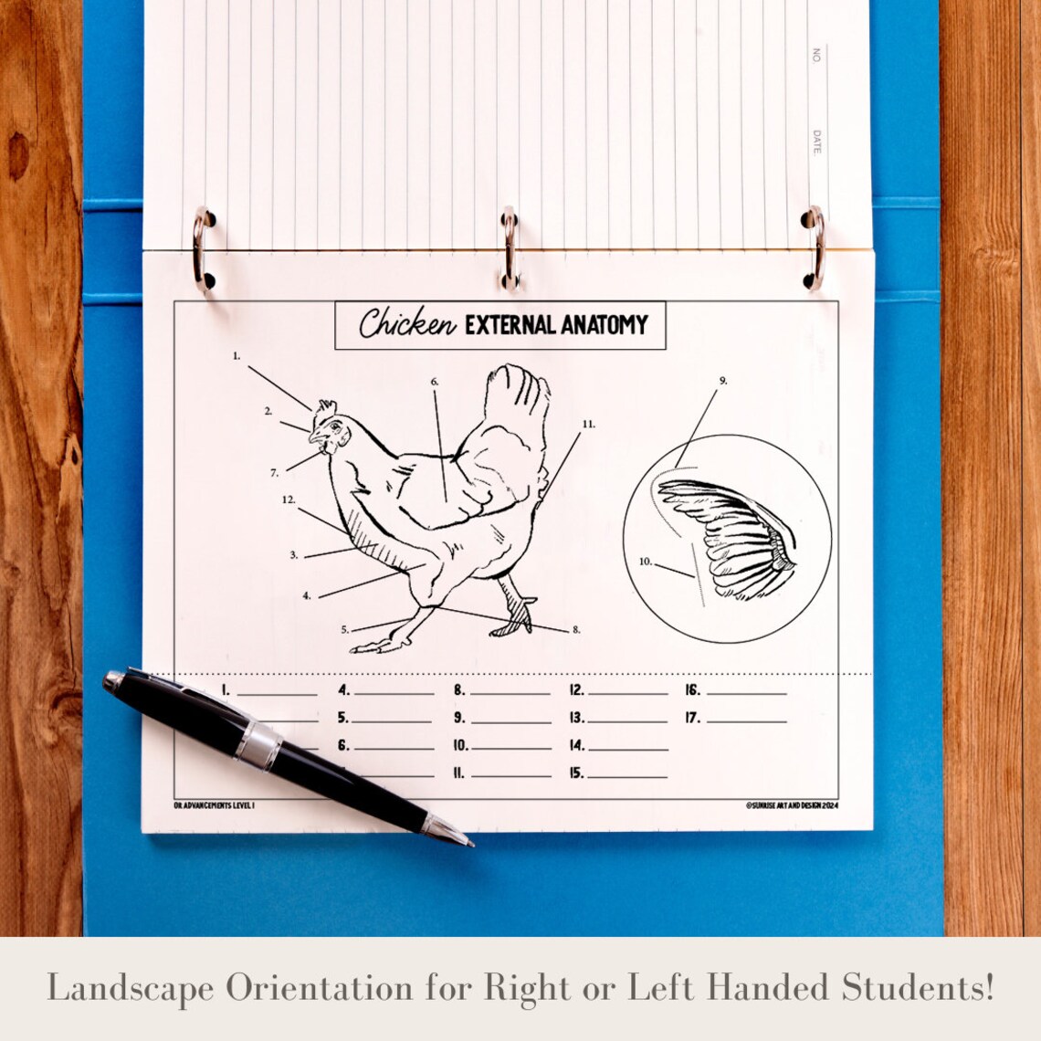 PRINTABLE Chicken External Anatomy Bundle Broiler/layer - Level 1 - Etsy