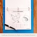 PRINTABLE Chicken External Anatomy Bundle Broiler/layer - Level 1 - Etsy