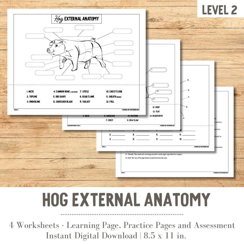 PRINTABLE Hog External Anatomy Level 2 - Etsy