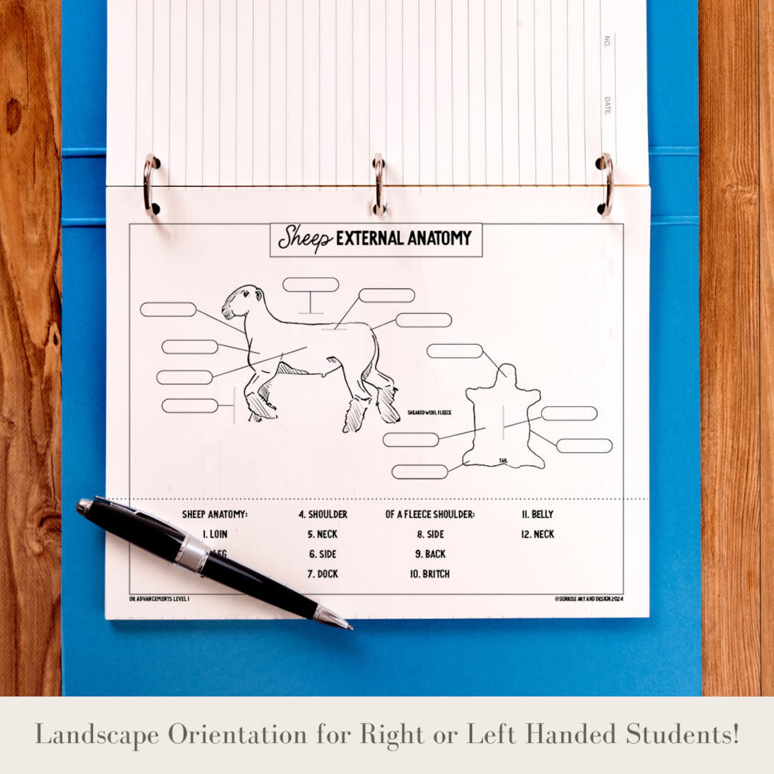 PRINTABLE All Large Animal External Anatomy Bundle Hog, Beef Cow, Sheep ...