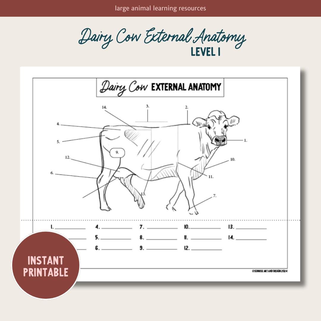 PRINTABLE Dairy Cow External Anatomy - Level 1 - Etsy
