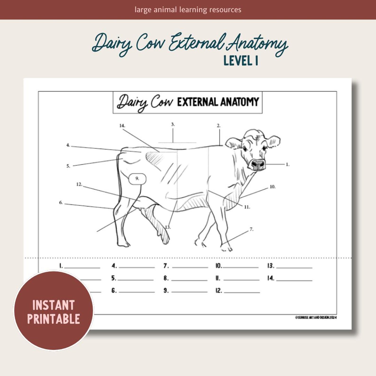 Printable Dairy Cow External Anatomy Level 1 Etsy 8561
