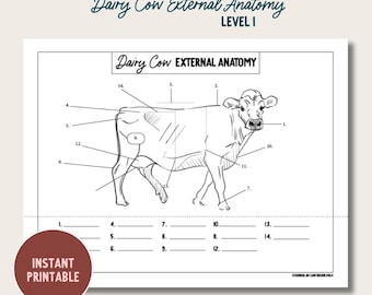 PRINTABLE Beef Cow External Anatomy - Level 1 - Etsy