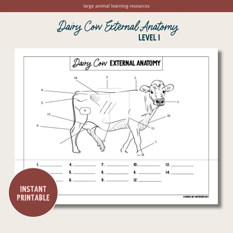 PRINTABLE Dairy Cow External Anatomy - Level 1 - Etsy