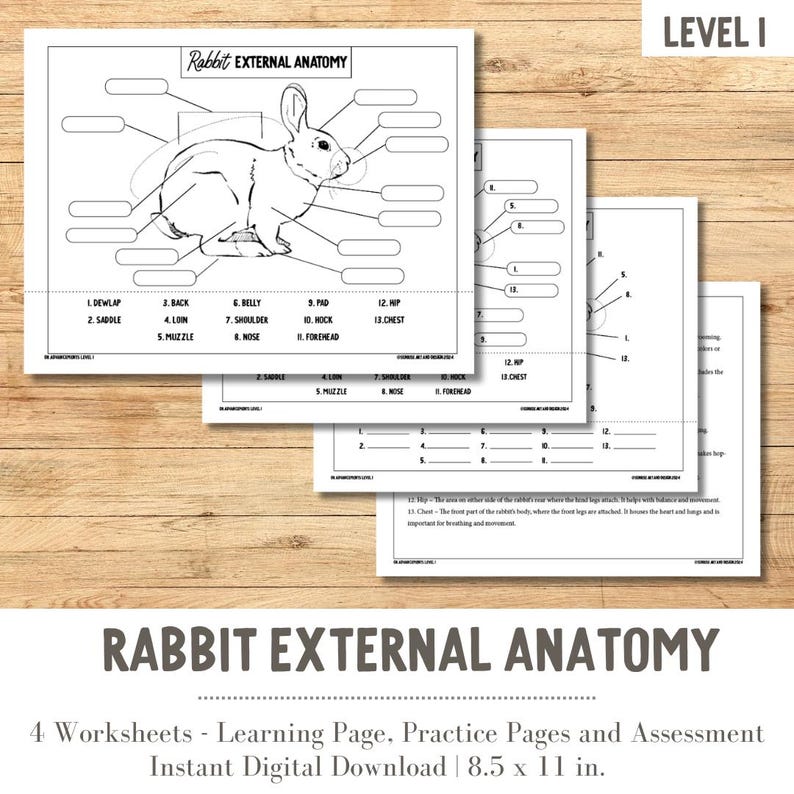 PRINTABLE Rabbit External Anatomy - Level 1 - Etsy