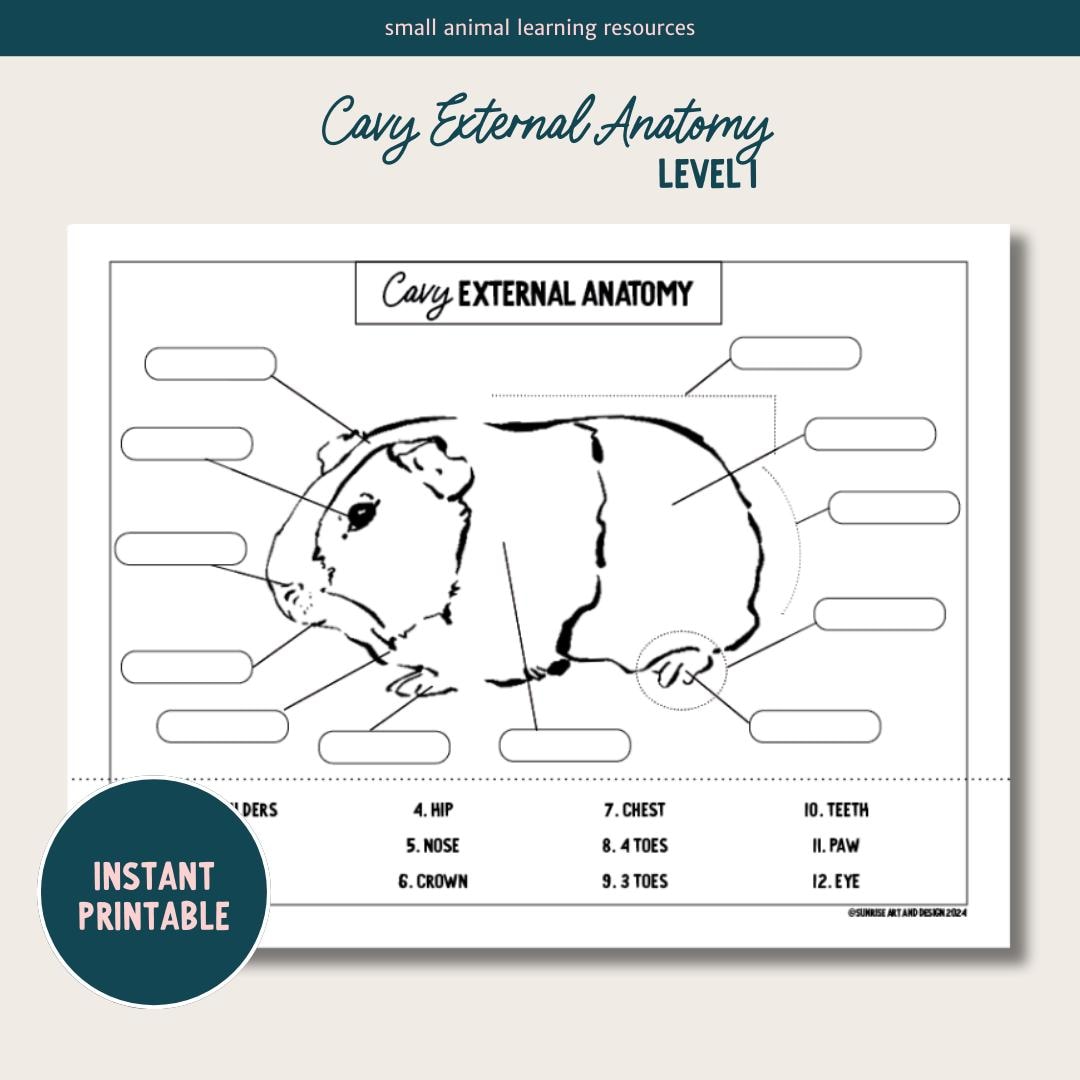 PRINTABLE Cavy External Anatomy - Level 1 - Etsy
