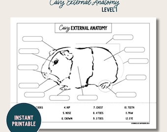 PRINTABLE Chicken External Anatomy Bundle Broiler/layer - Level 1 - Etsy