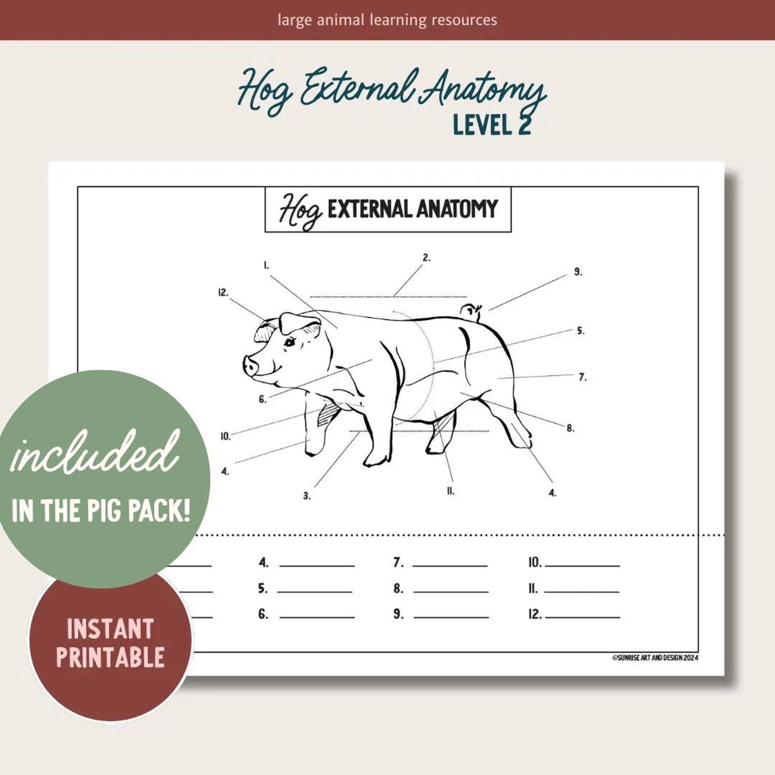 Pig Learning Printable Bundle: Swine Anatomy, Breeds, Bingo (digital ...