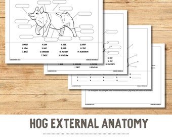 PRINTABLE Meat Goat External Anatomy Level 1 - Etsy