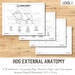 PRINTABLE Hog External Anatomy - Level 1 - Etsy