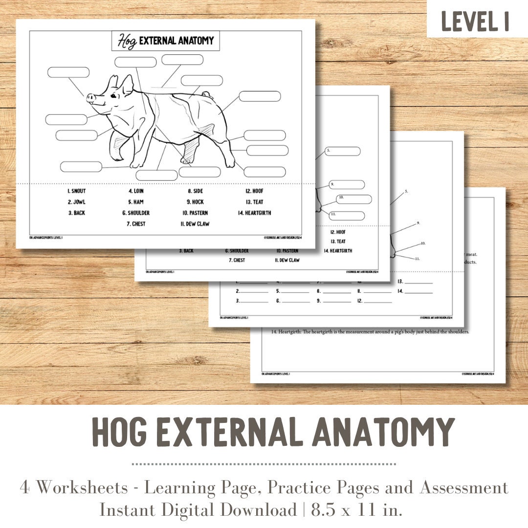 PRINTABLE Hog External Anatomy - Level 1 - Etsy