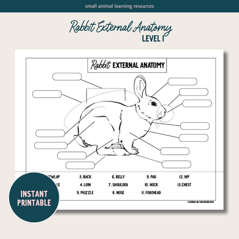 PRINTABLE Rabbit External Anatomy - Level 1 - Etsy