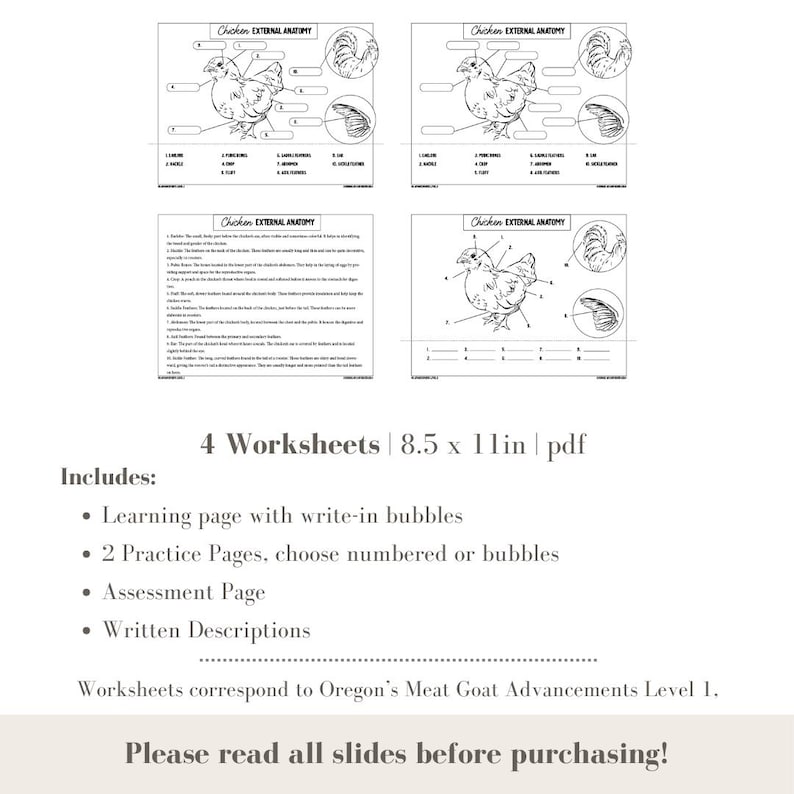 PRINTABLE Chicken External Anatomy - Level 2 - Etsy