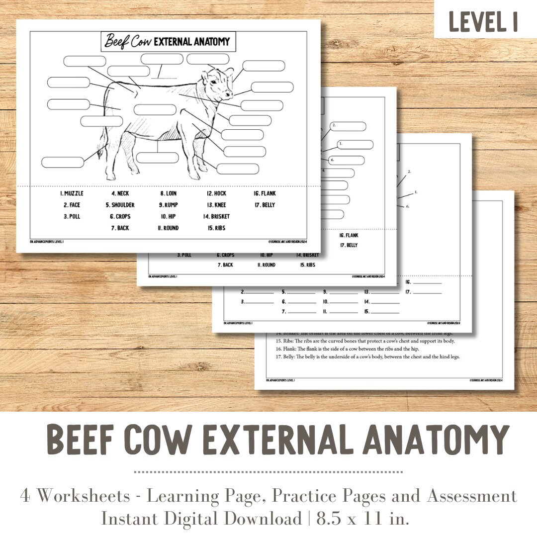 PRINTABLE Beef Cow External Anatomy Level 1 - Etsy