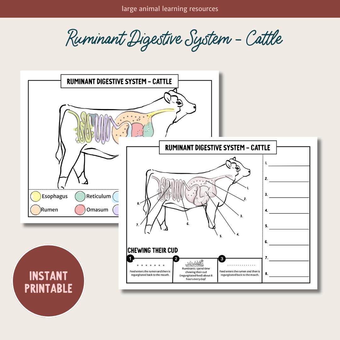 PRINTABLE Ruminant Digestive System Worksheet Printable for Kids 4H ...