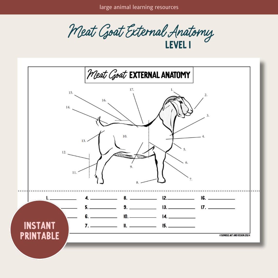 PRINTABLE Meat Goat External Anatomy - Level 1 - Etsy
