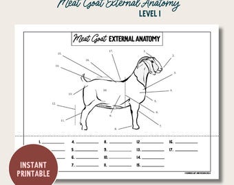 PRINTABLE Sheep External Anatomy - Level 1 - Etsy
