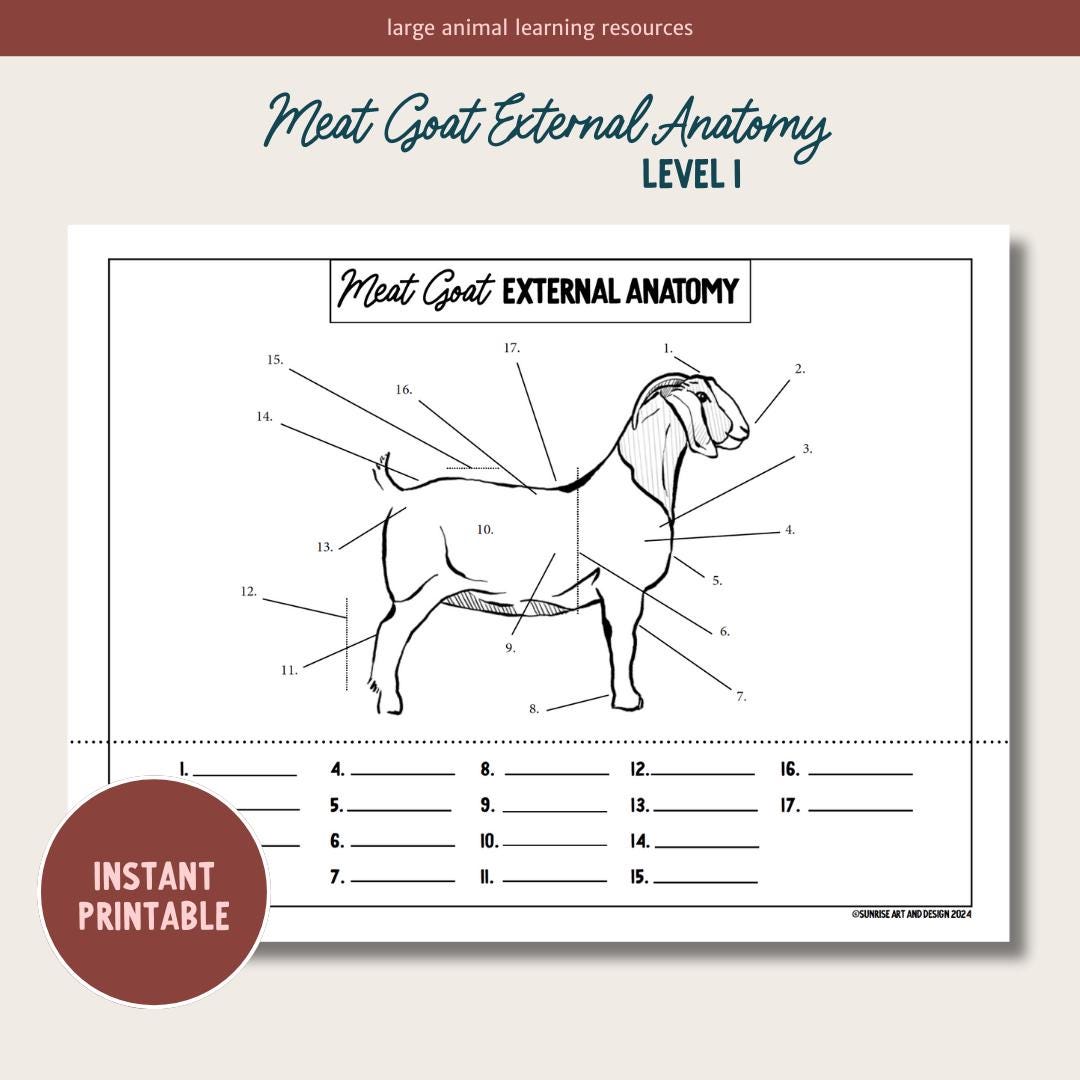 PRINTABLE Meat Goat External Anatomy - Level 1 - Etsy