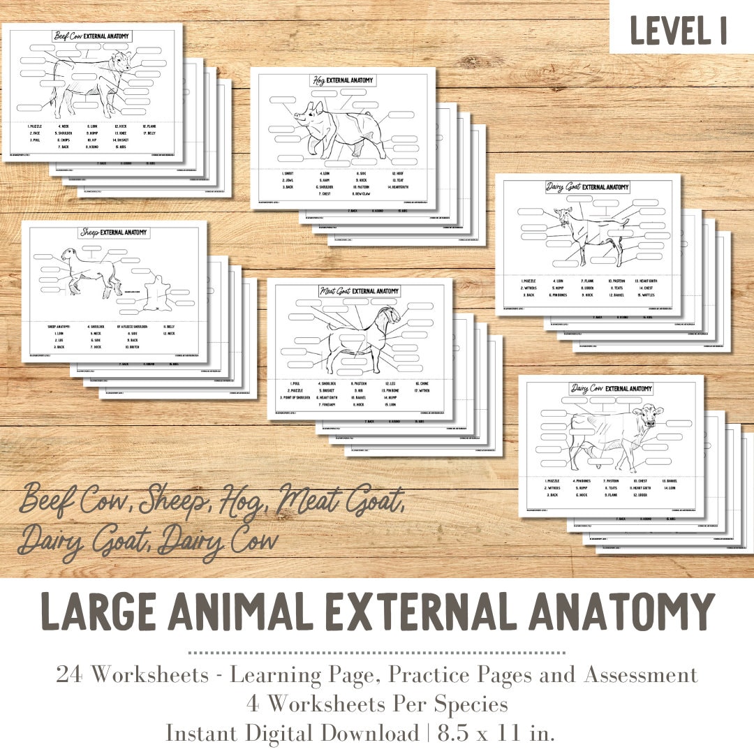 PRINTABLE All Large Animal External Anatomy Bundle Hog, Beef Cow, Sheep ...