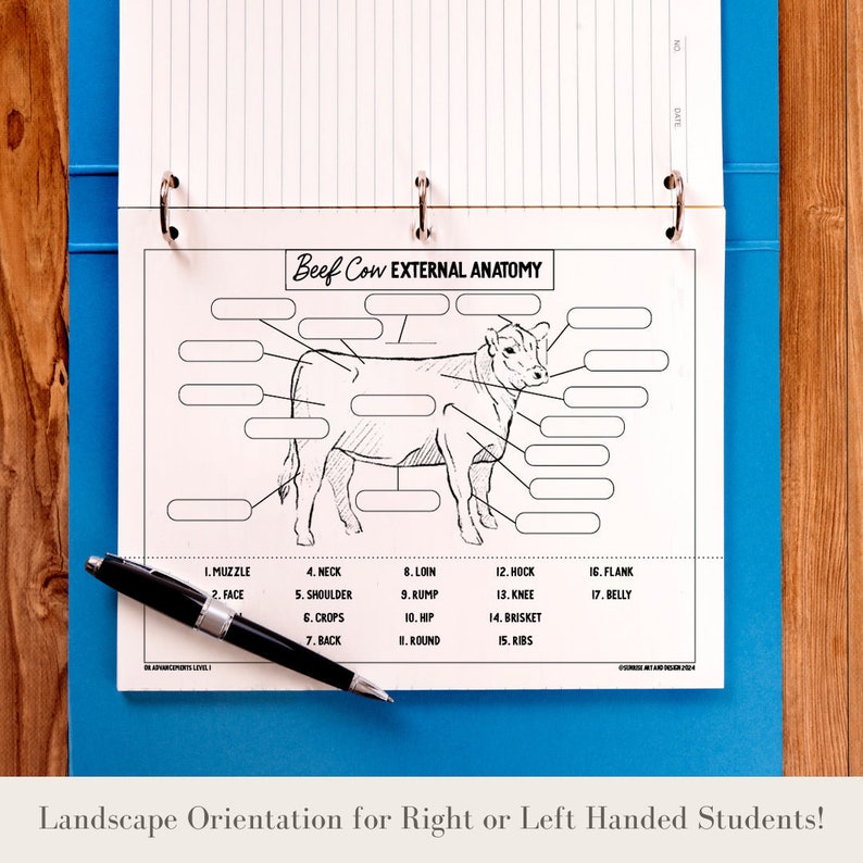 PRINTABLE Beef Cow External Anatomy - Level 1 - Etsy