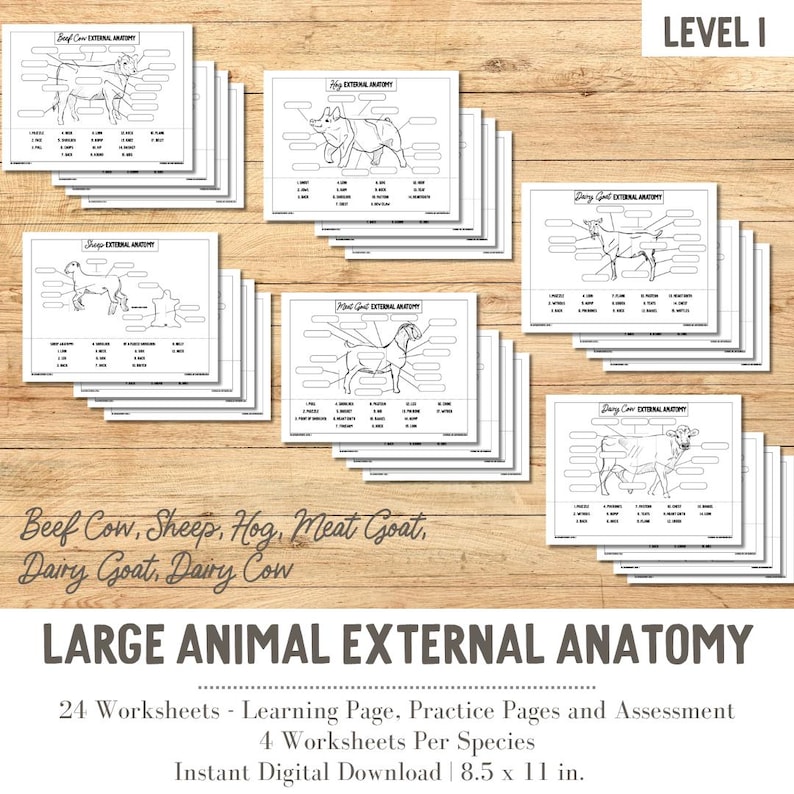 Animal Anatomy Worksheets: Hog, Cow, Sheep, Goat - Level 1 (digital ...