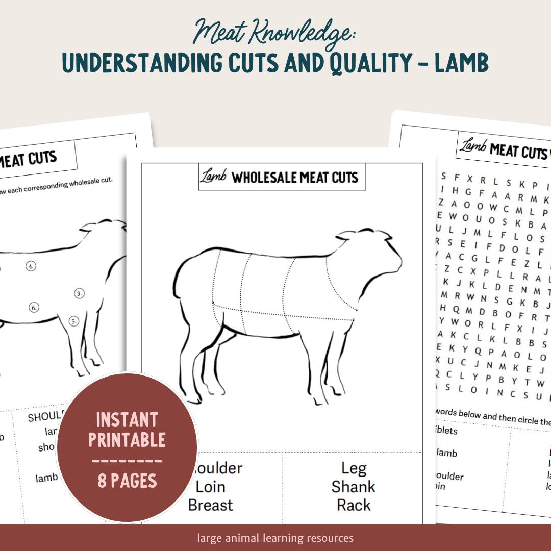 PRINTABLE Lamb Meat Cuts and Quality - Learning About Sheep - Etsy