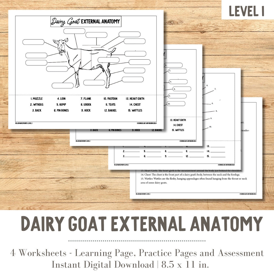 PRINTABLE Dairy Goat External Anatomy - Level 1 - Etsy UK