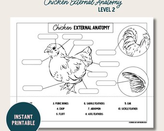 PRINTABLE Chicken External Anatomy Worksheet - Etsy