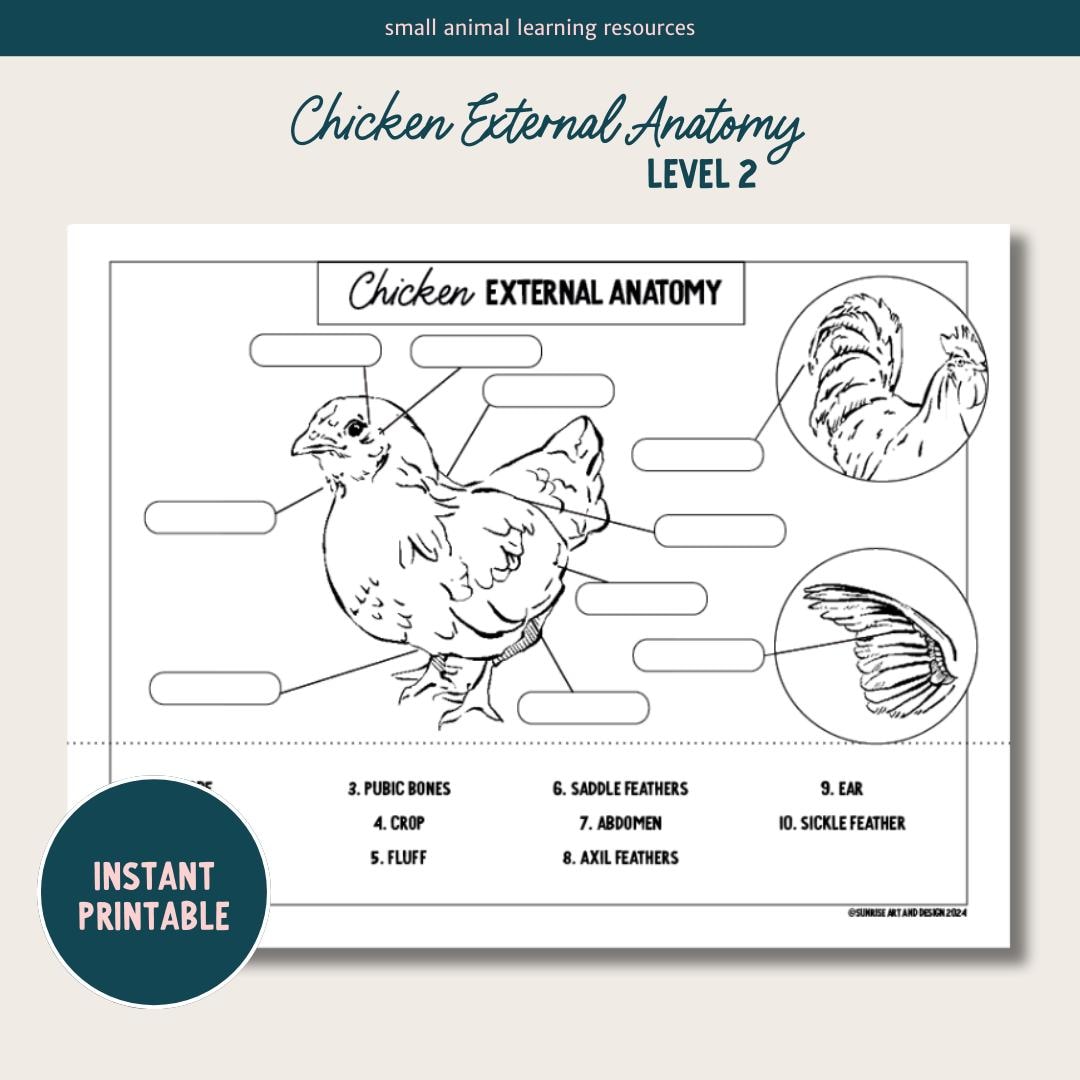 PRINTABLE Chicken External Anatomy - Level 2 - Etsy