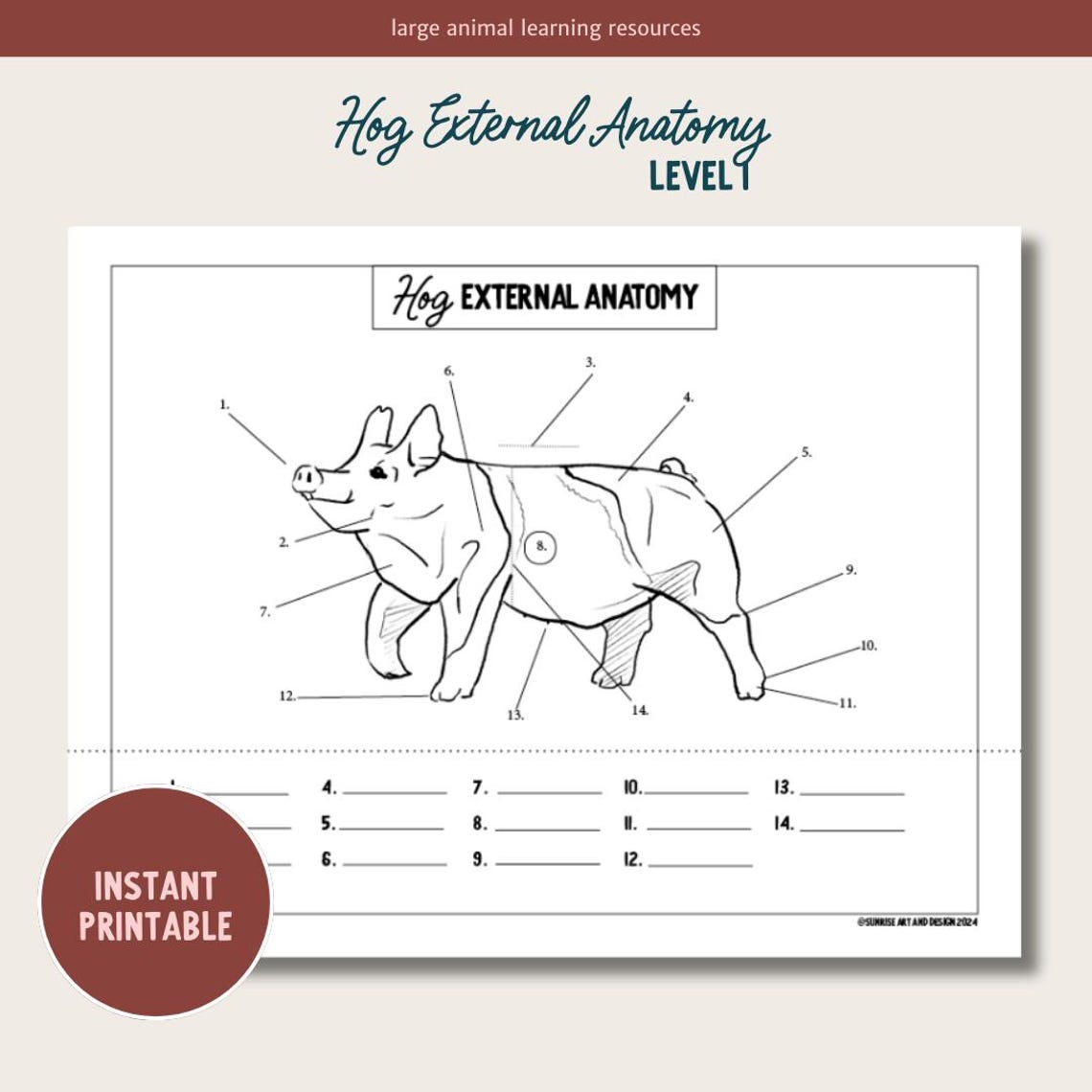 PRINTABLE Hog External Anatomy - Level 1 - Etsy