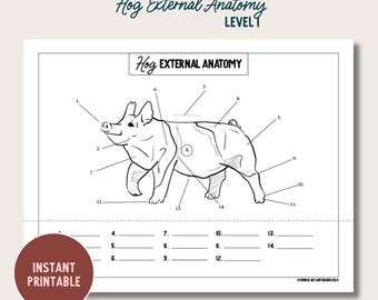 PRINTABLE Chicken External Anatomy Bundle Broiler/layer - Level 1 - Etsy