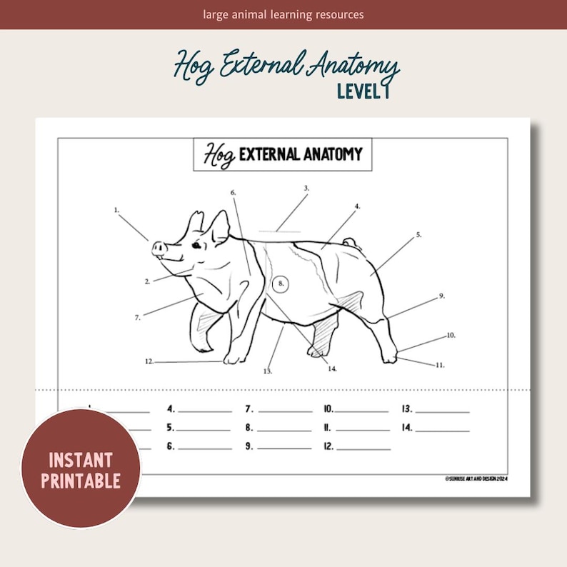 PRINTABLE Hog External Anatomy - Level 1 - Etsy