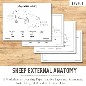 PRINTABLE Sheep External Anatomy - Level 1 - Etsy