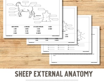 PRINTABLE Meat Goat External Anatomy Level 1 - Etsy