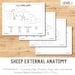 PRINTABLE Sheep External Anatomy - Level 1 - Etsy