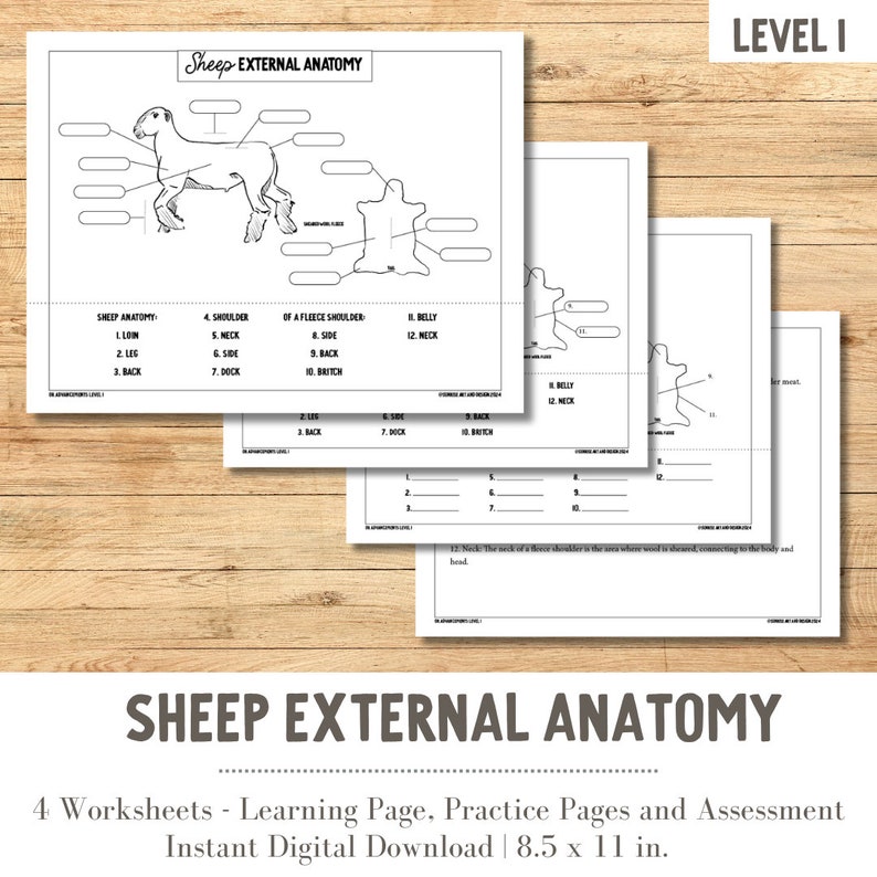 PRINTABLE Sheep External Anatomy - Level 1 - Etsy