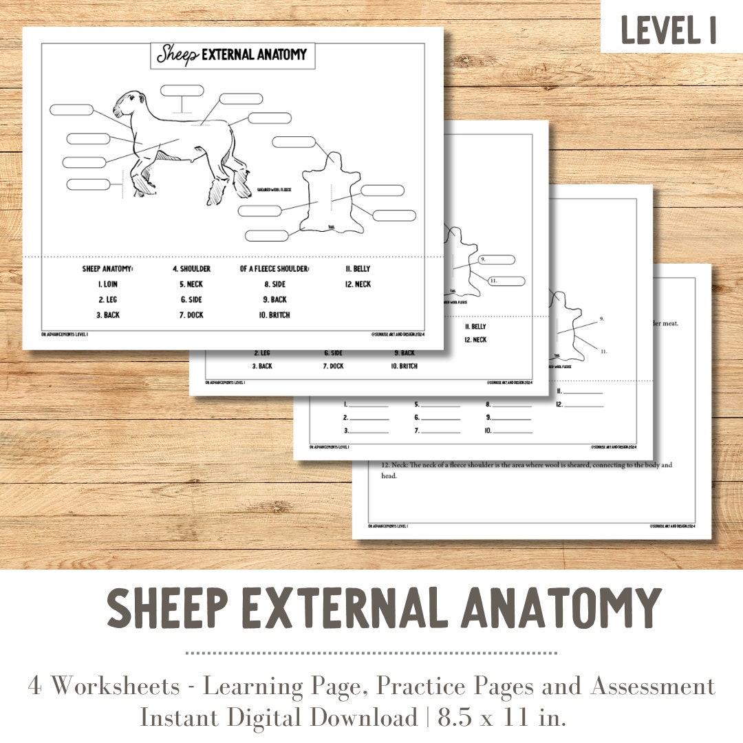 PRINTABLE Sheep External Anatomy - Level 1 - Etsy